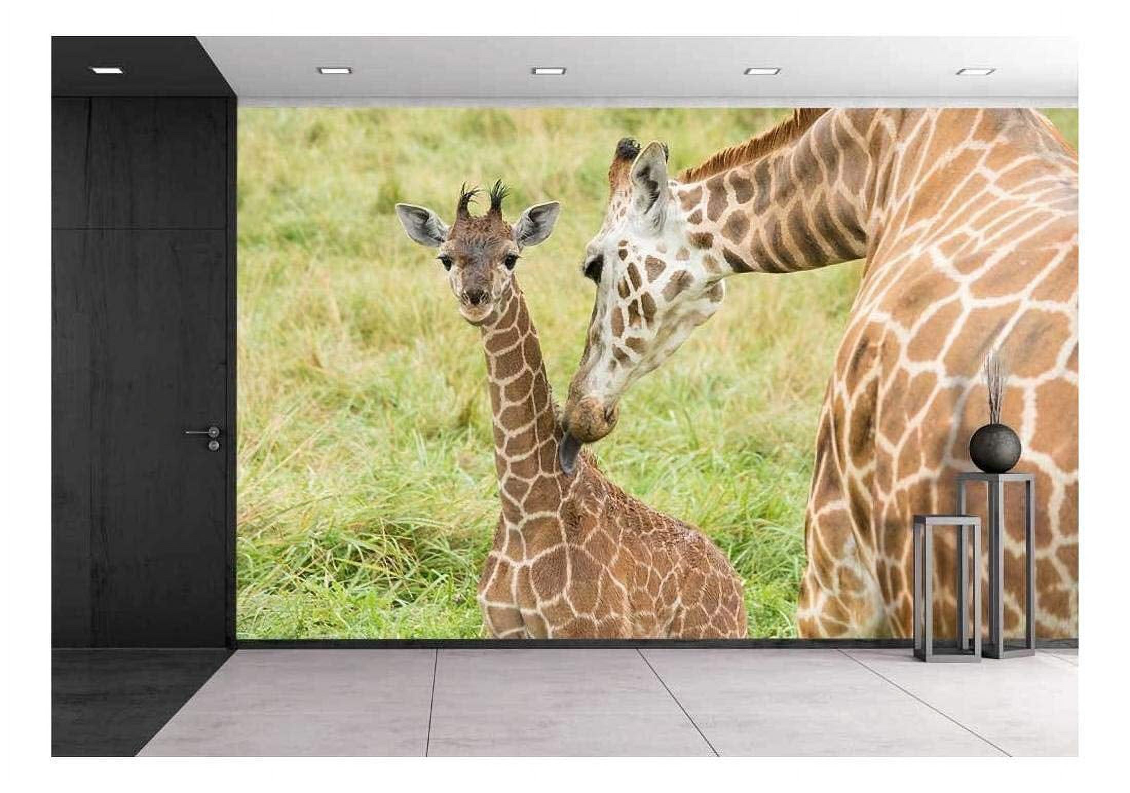 wall26 - a Mother Giraffe Bathes Her Baby - Removable Wall Mural | Self ...