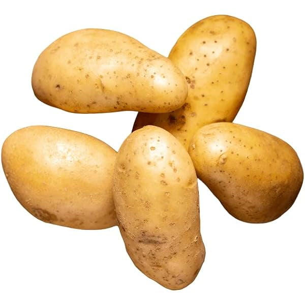 wangc123 Kennebec Potatoes Seed - Versatile and High Yielding and Long ...