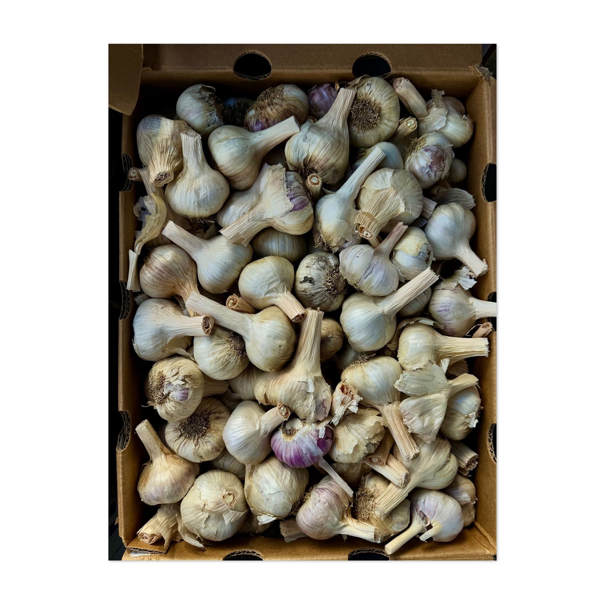 whole bulbs of garlic - Carmel-by-the-Sea California Photography ...