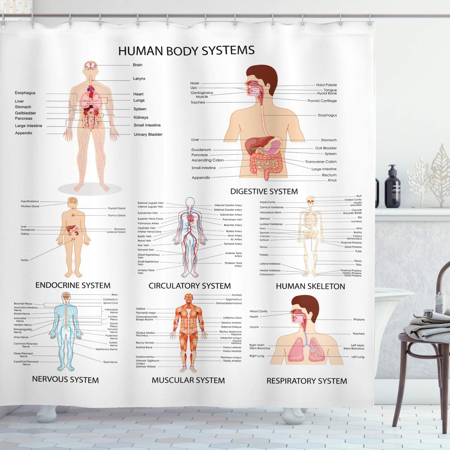 with Set Decor Bathroom Illustration Life Cell Structures Body Organ Different Chart Complete ...