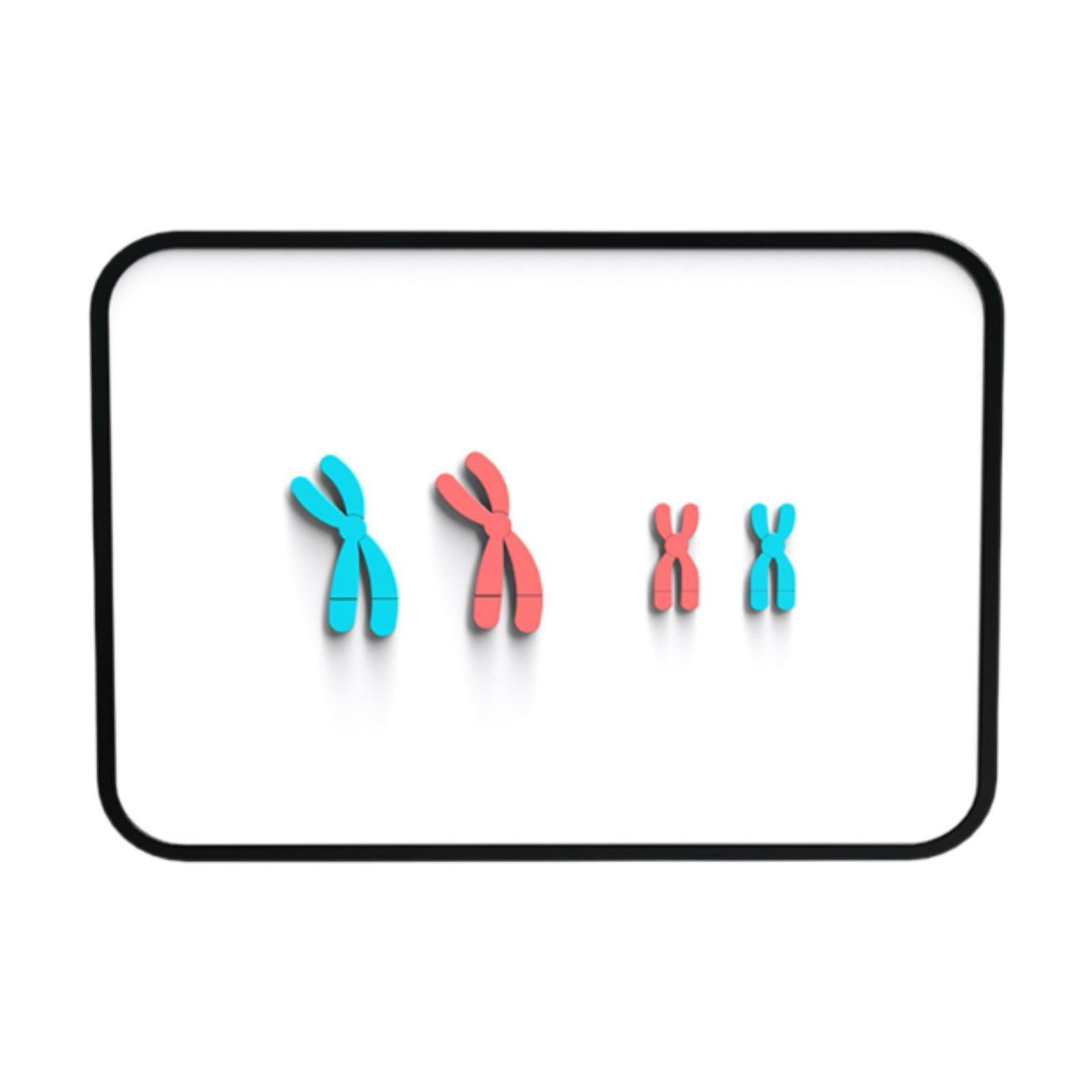 yotijay Chromosome Changes Model Science Teaching Aids for School ...