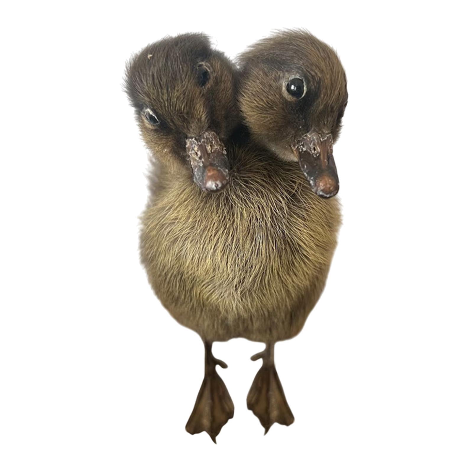 yotijay Realistic Furry Double Headed Duck Figurine Ornament for Lawn ...