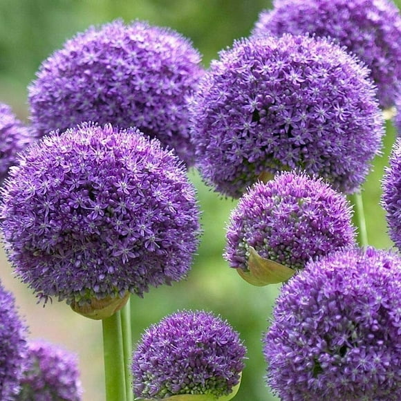 Allium Flower Bulbs