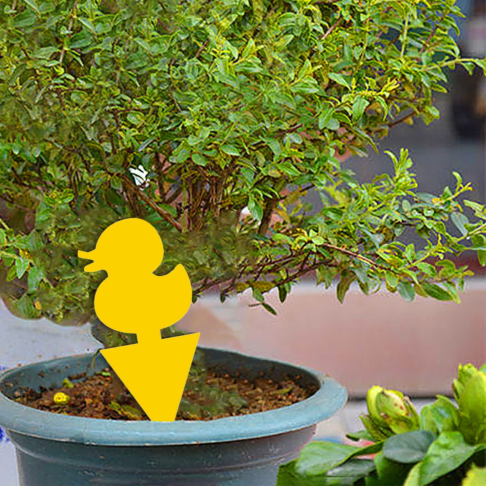 yunlongp Bug Zapper Insect Traps Flie Traps Bugs Sticky Board Dual ...