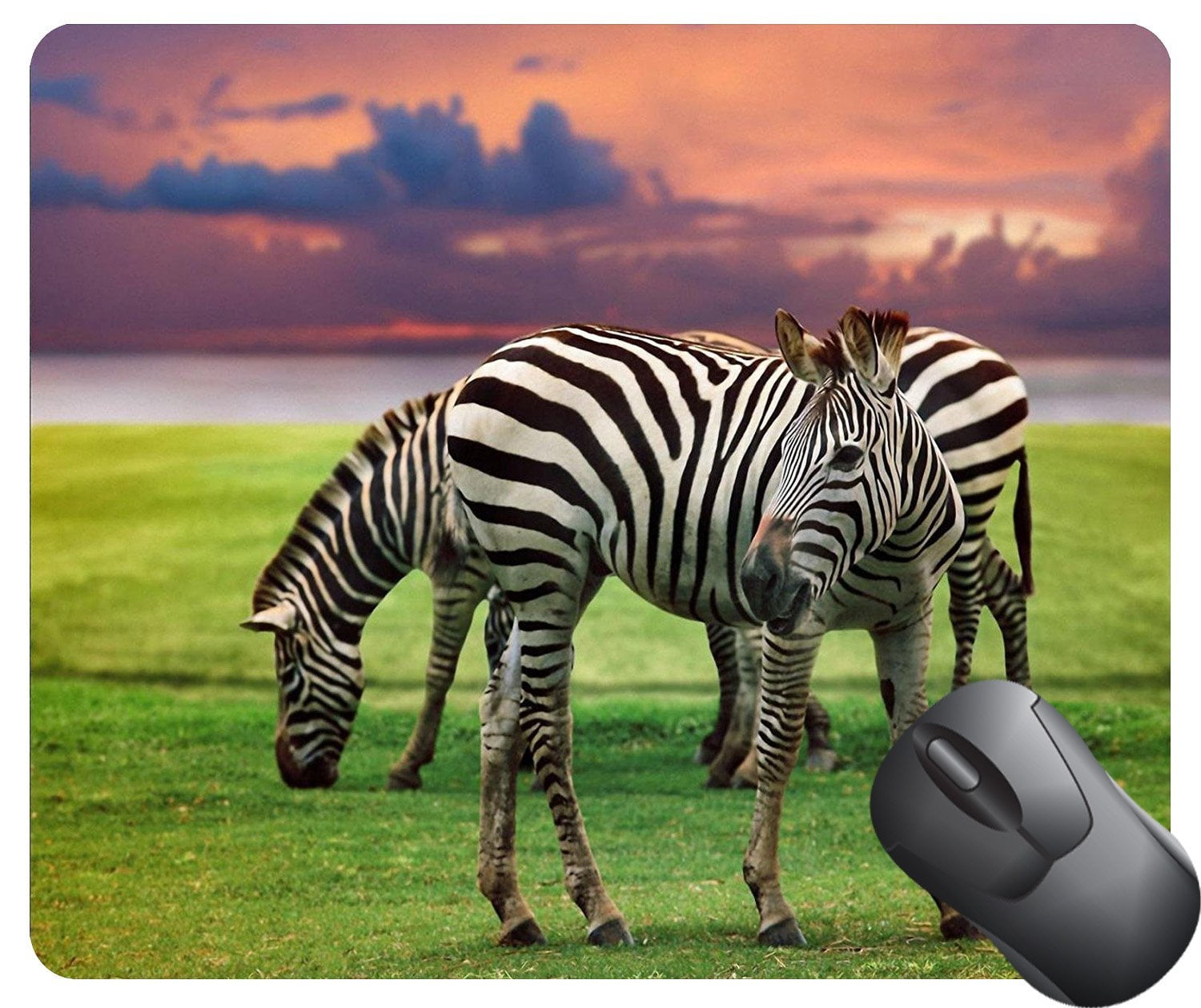 zebra standing in green grass field Mouse pads Gaming Mouse Pad 9.84x7 ...