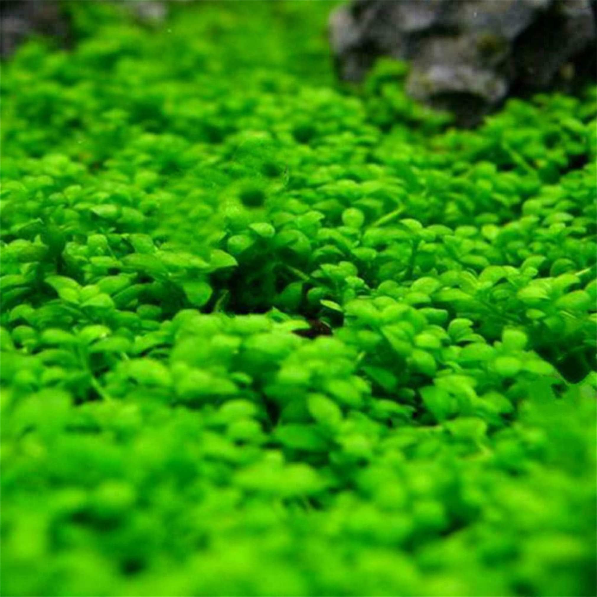 zellajake Aquarium Grass Plants Seeds Small Leaf MHD1Seeds 10G Fish ...