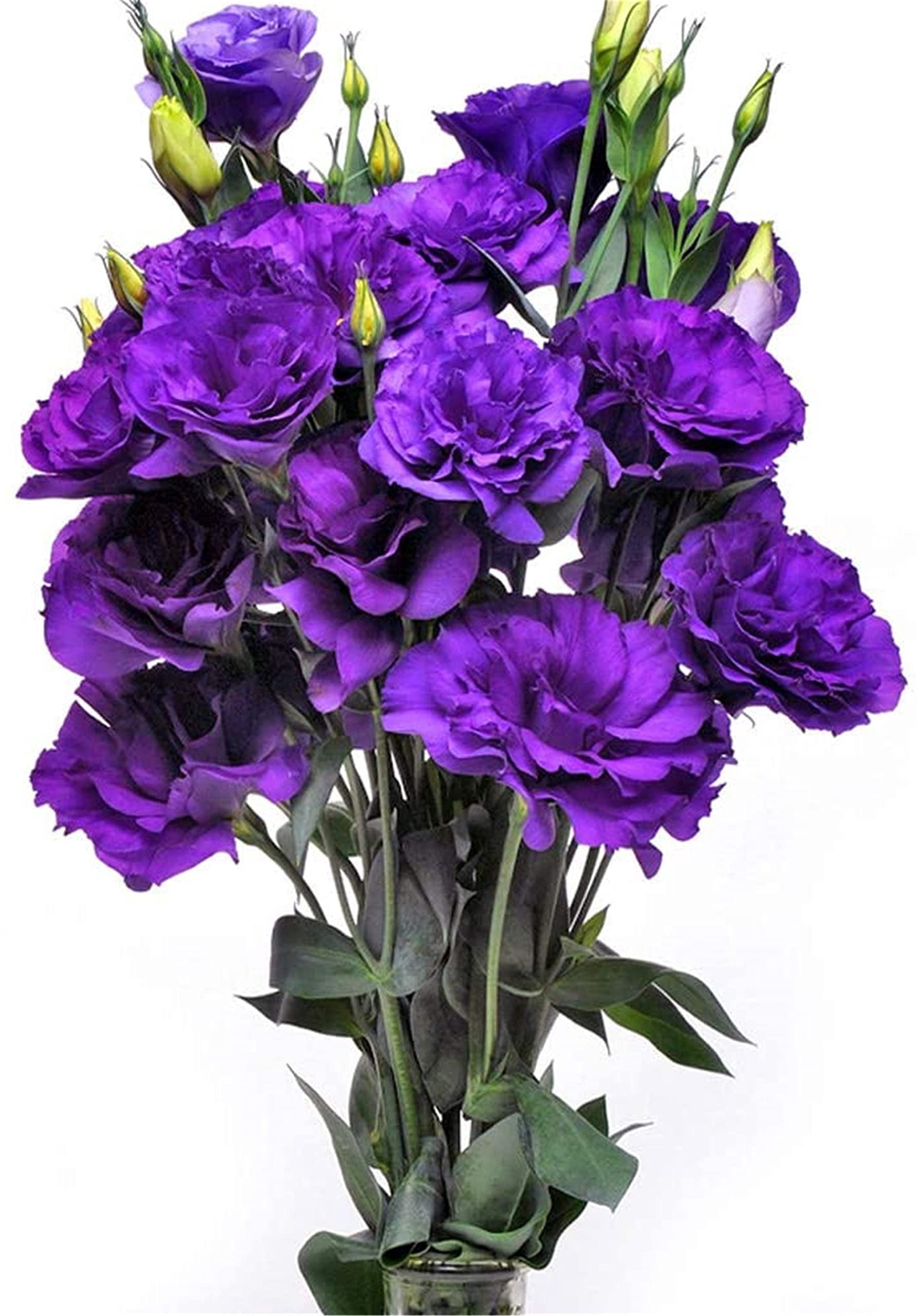 zellajake Rare Flower FEV6 Seeds Purple Lisianthus Seeds 100Pcs Eustoma ...
