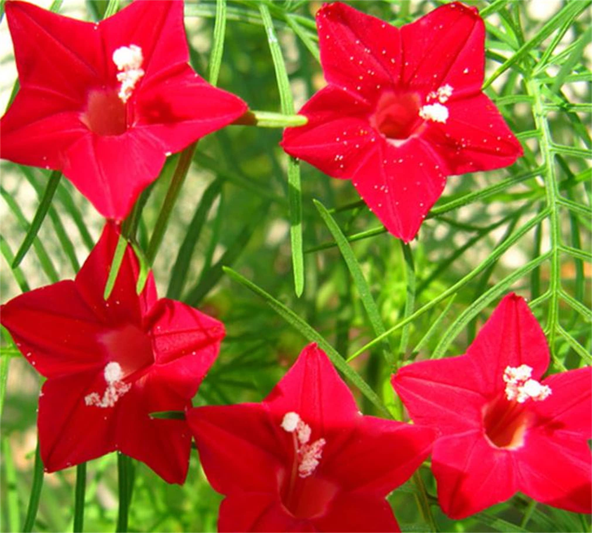 zellajake Rare Flower Seeds 100Pcs Ipomoea Quamoclit MHD1Pennata Seeds ...