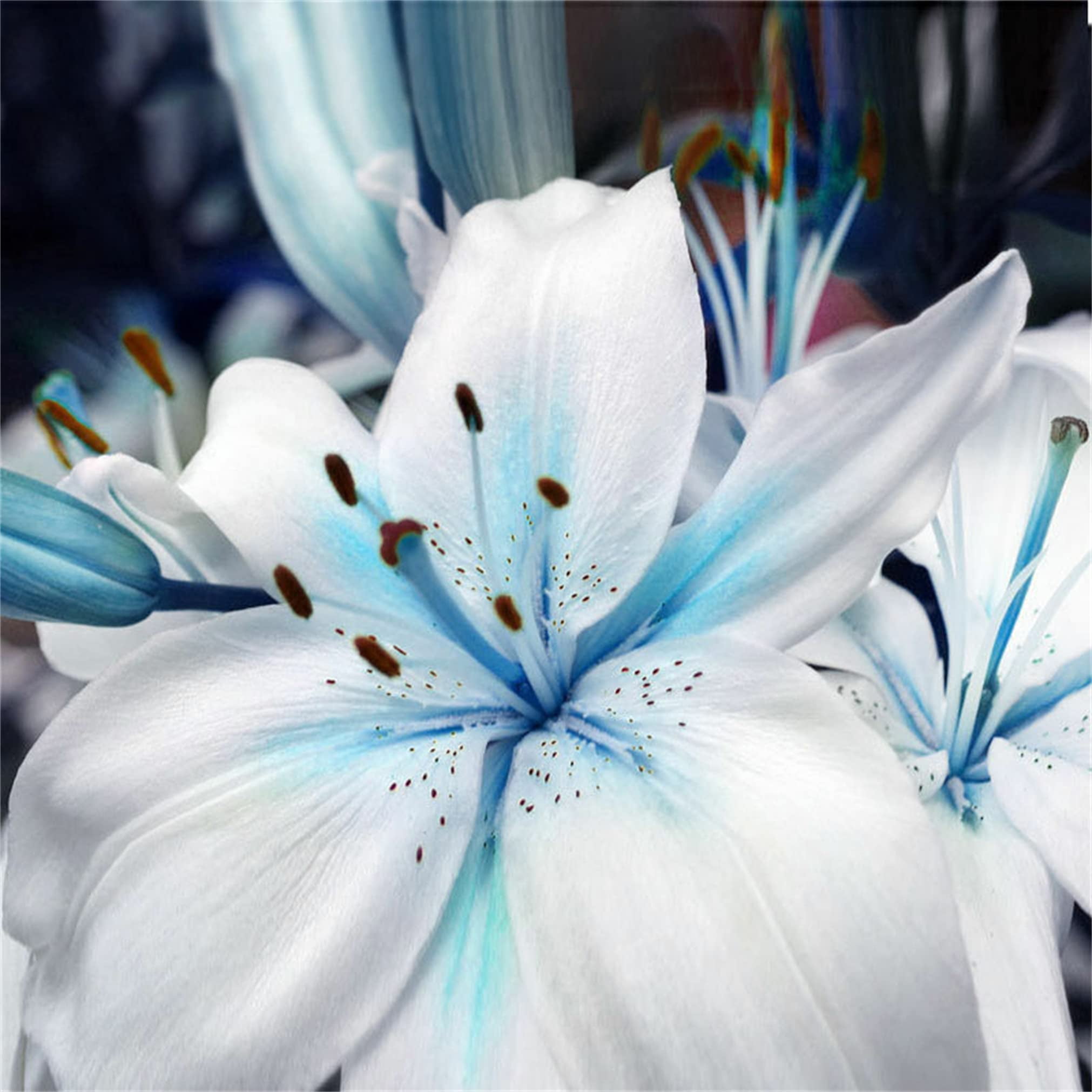 zellajake Rare Flower Seeds Blue Lily Seeds H2FSDPotted Plant Bonsai ...