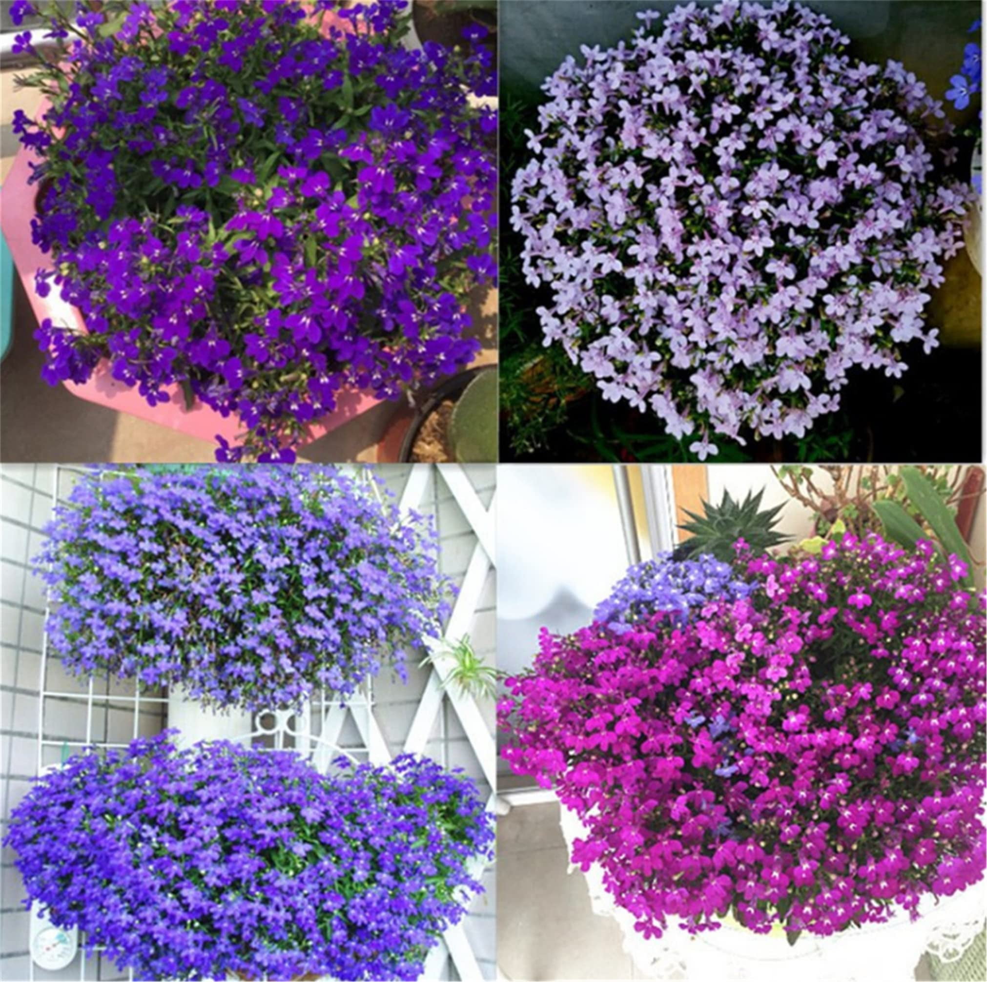 zellajake Rare Flower Seeds Color Mixing Carpet MHD1Lobelia Plant ...