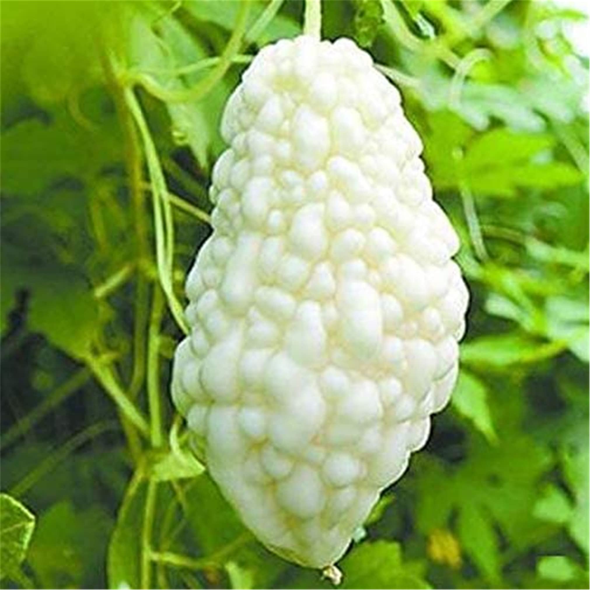 zellajake Vegetable Seed Bitter Gourd Seeds 10+ White Pearl Balsam Pear ...