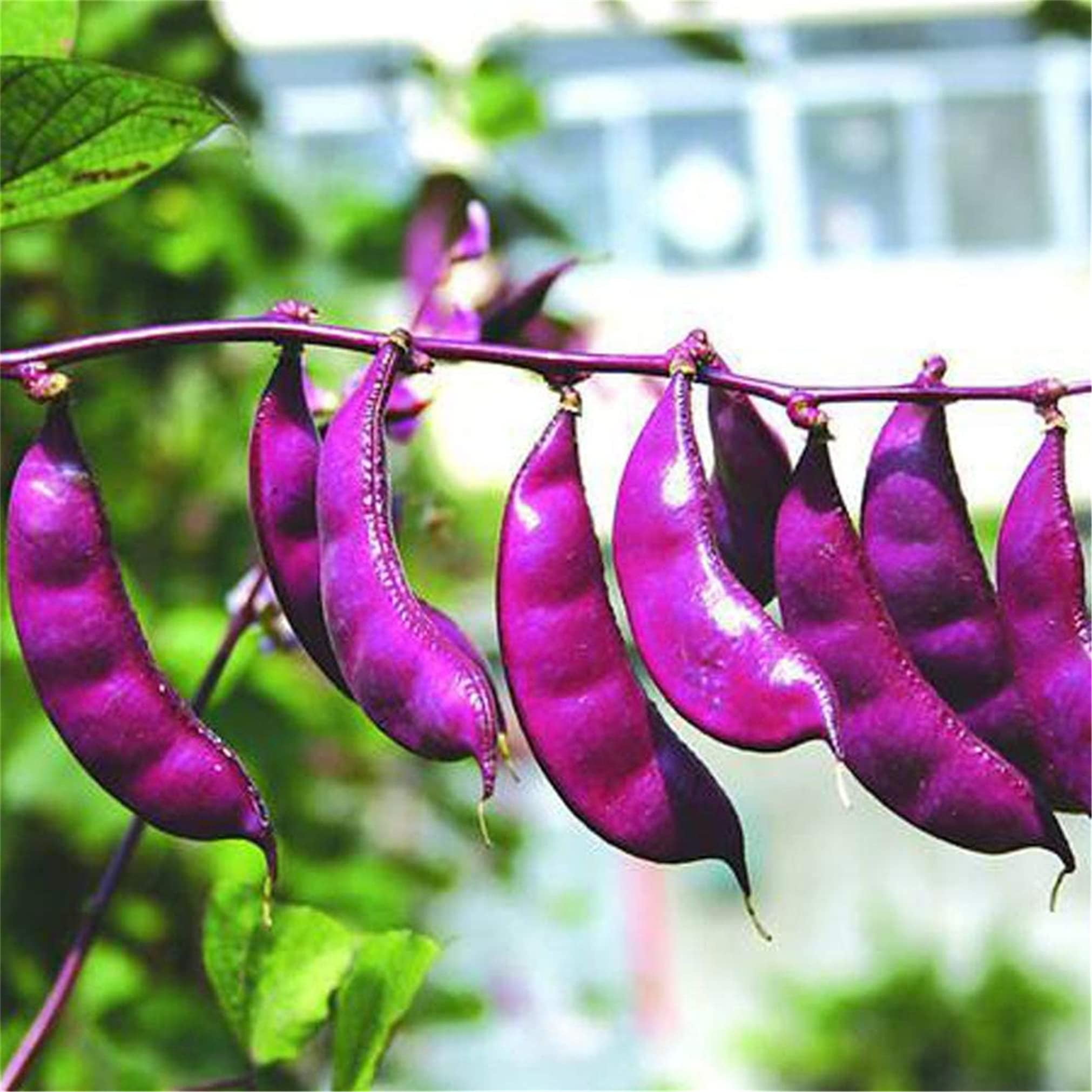 zellajake Vegetable Seed FEV6 Hyacinth Bean Seeds 10g Purple Hyacinth ...
